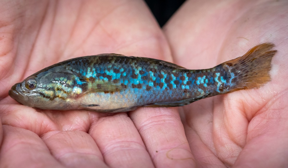 Científicos hallan pez "zombie", extinto en Australia desde 1998