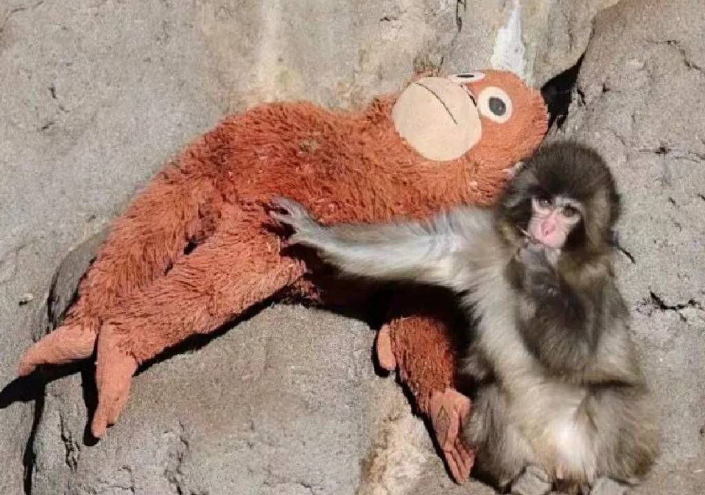 ¿Mono Punch murió? Esto se sabe detrás el rumor
