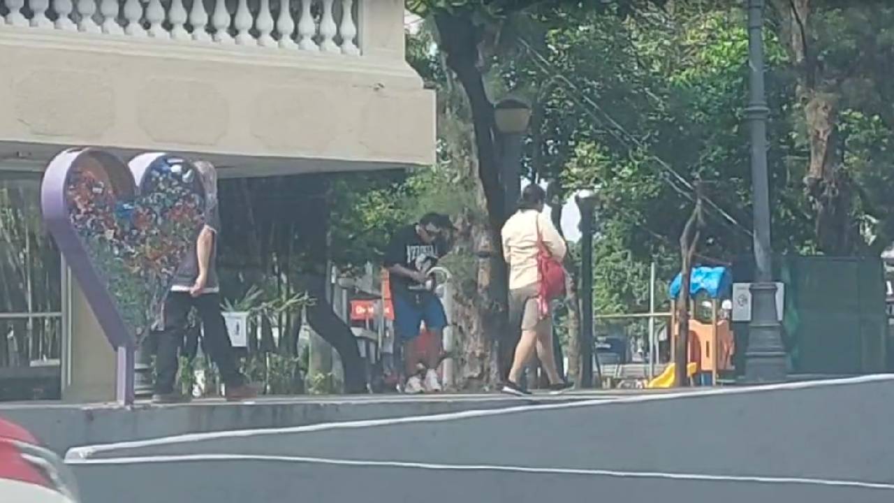 Abejas pican a personas en parque Zamora, en Veracruz