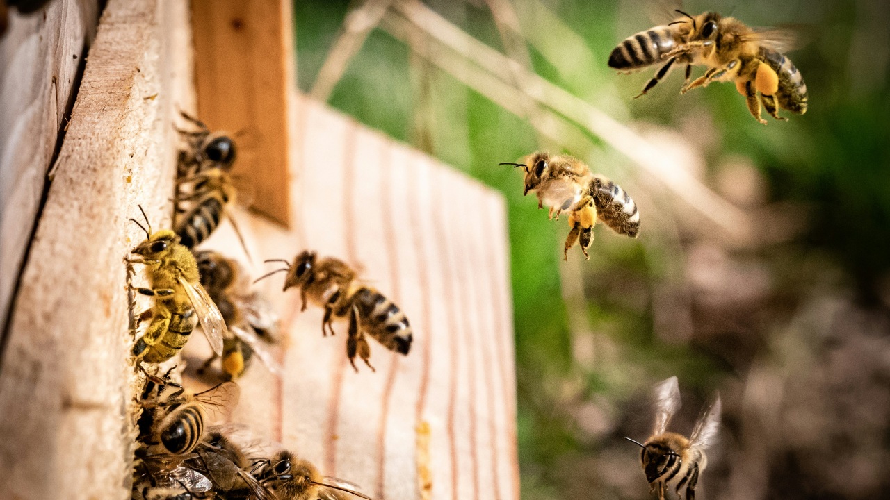 Estados Unidos: Millones de abejas escapan tras accidente de tráiler en ...