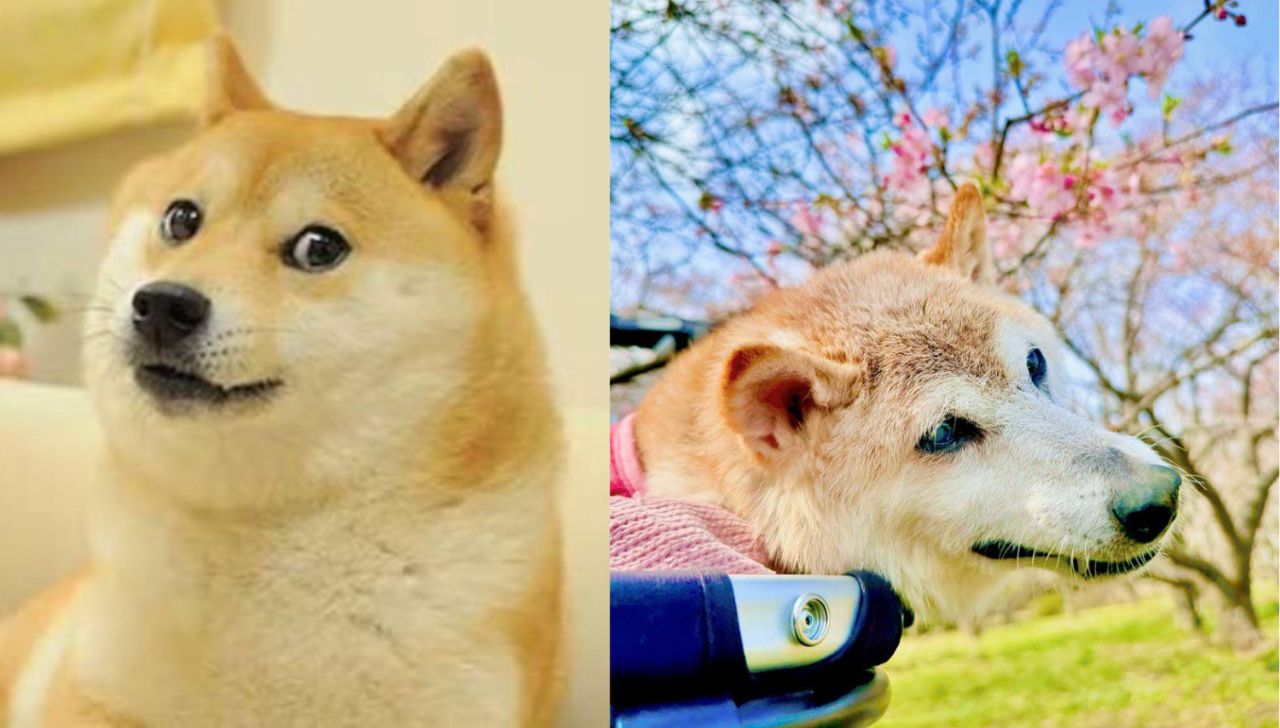 Kabosu, la perrita del meme Doge y la criptomoneda Dogecoin muere a los 17 años