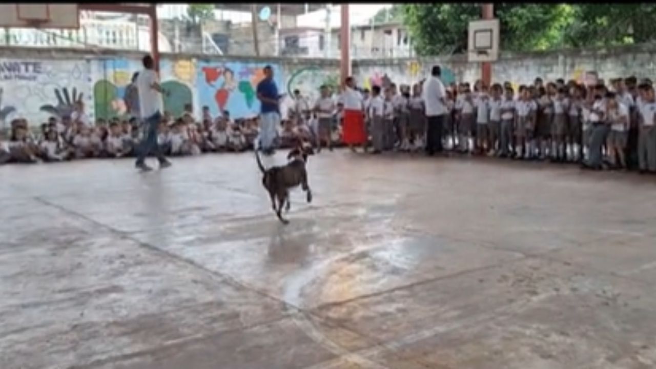 VIDEO: Perrito que vive en una escuela recibe a los alumnos en regreso ...