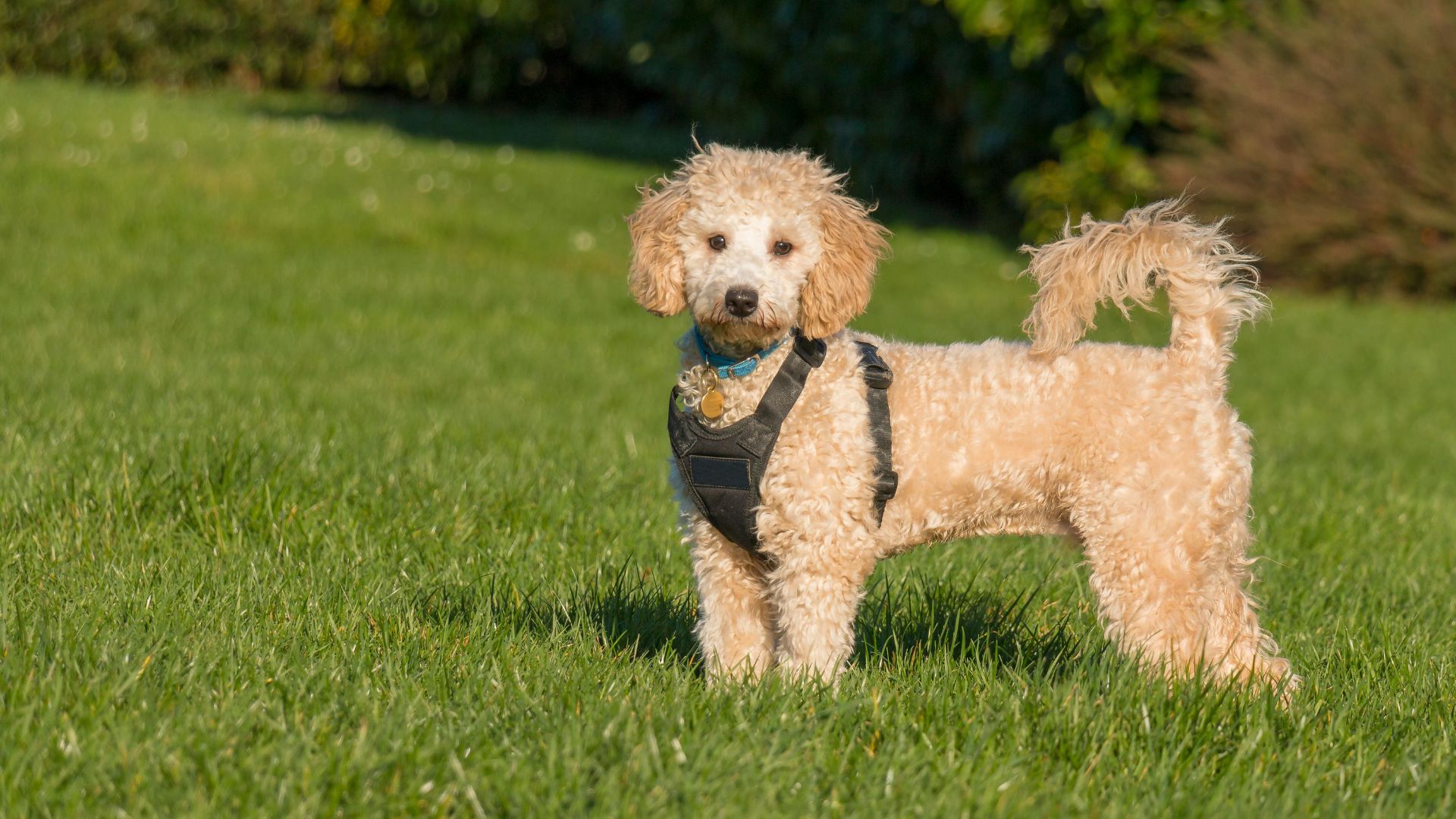 5 razas de perros más inteligentes del mundo