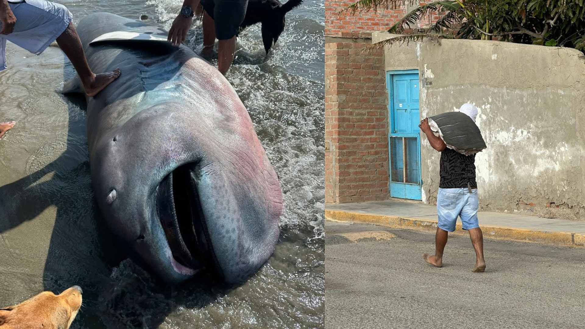 Tiburón megaboca aparece vivo en playa de Perú y pobladores lo filetean ...