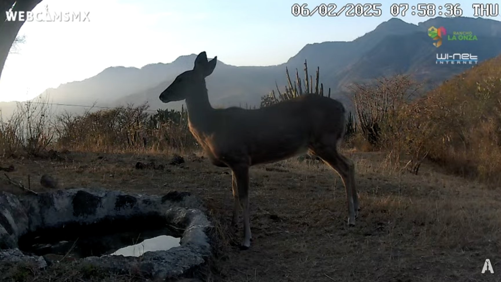 Avistamiento de venado en Guanajuato 2025: lo captan en la Sierra Gorda ...