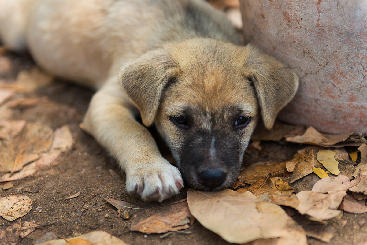 Que Tipo De Perros Comen Los Coreanos