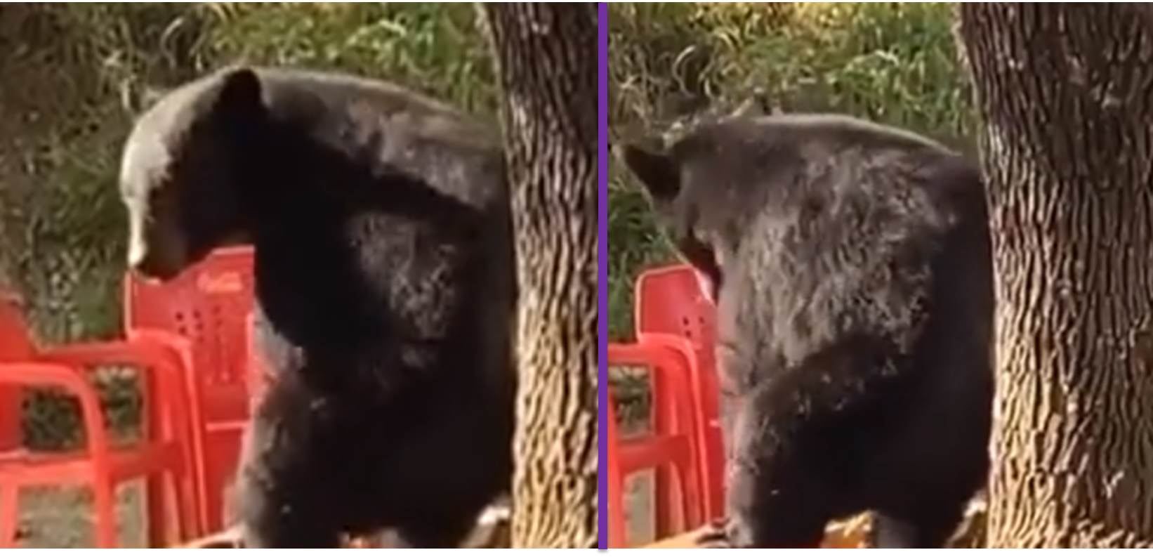 Oso es captado perreando contra un árbol