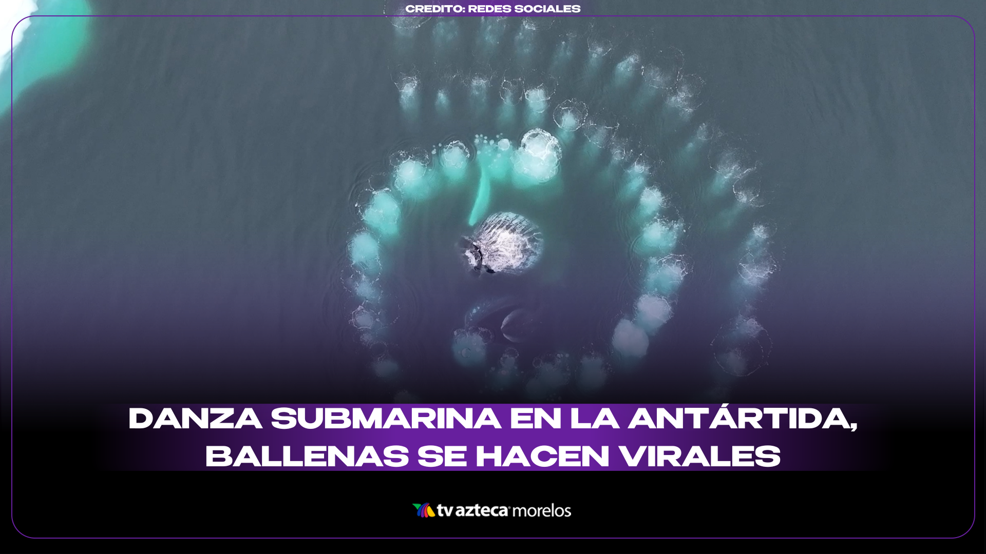 Danza submarina en la Antártida, ballenas se hacen virales