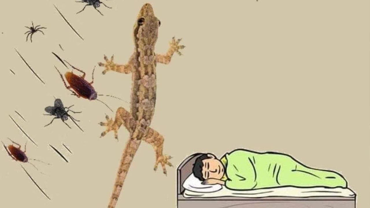 Cuida a la cuija en casa, esto hace por ti