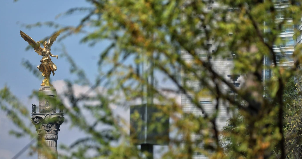 Retira ahuehuete de Paseo de la Reforma en CDMX