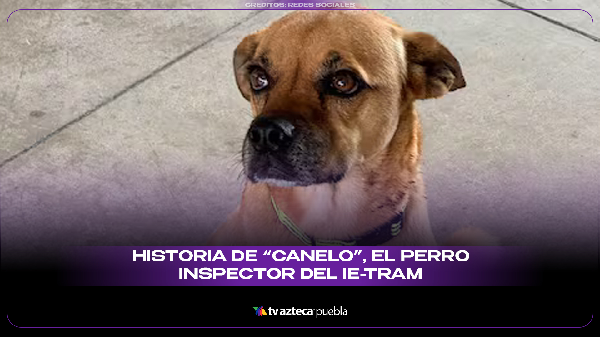 Perrito “Canelo” del IE-TRAM en Yucatán era Rocky y logró reencontrarse ...