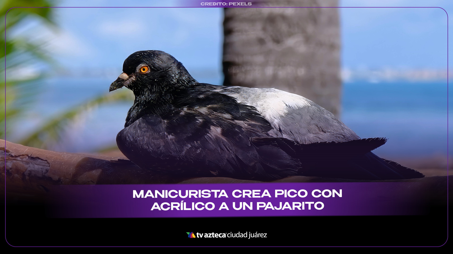 Pájaro recibe pico hecho con acrílico por una manicurista