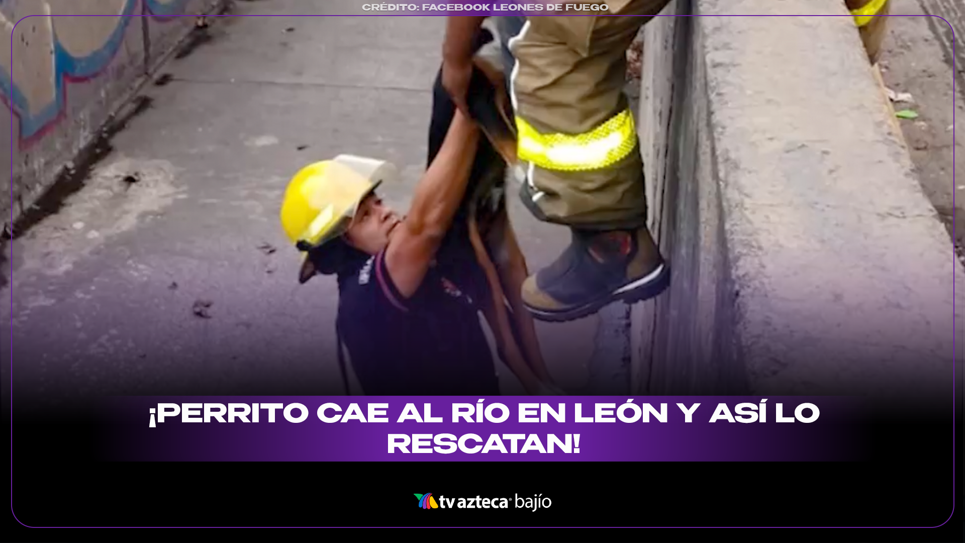 Perrito cae al río en León y lo rescatan, 24 de mayo 2025