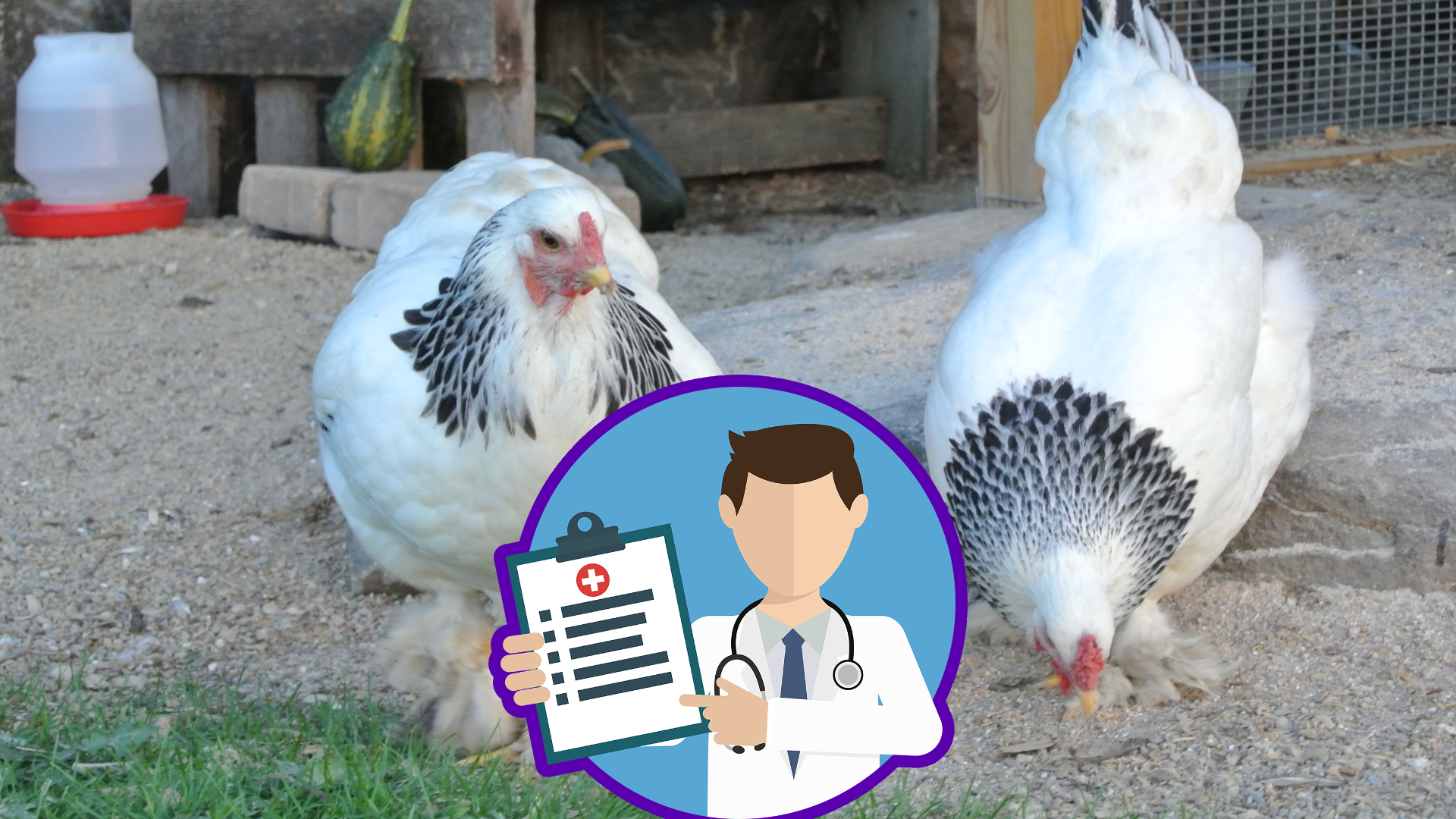 Gripe aviar en México: Síntomas, recomendaciones y lo que debes saber para prevenirla