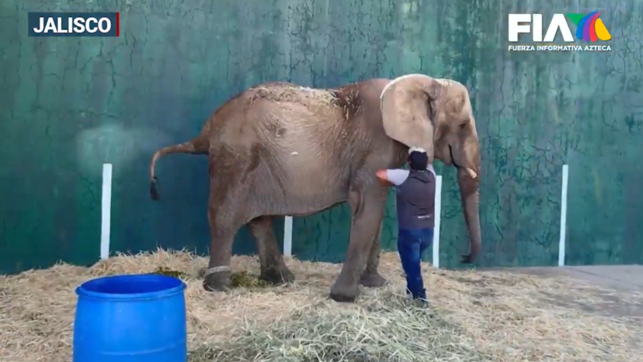 Annie, la elefanta olvidada en un corral improvisado
