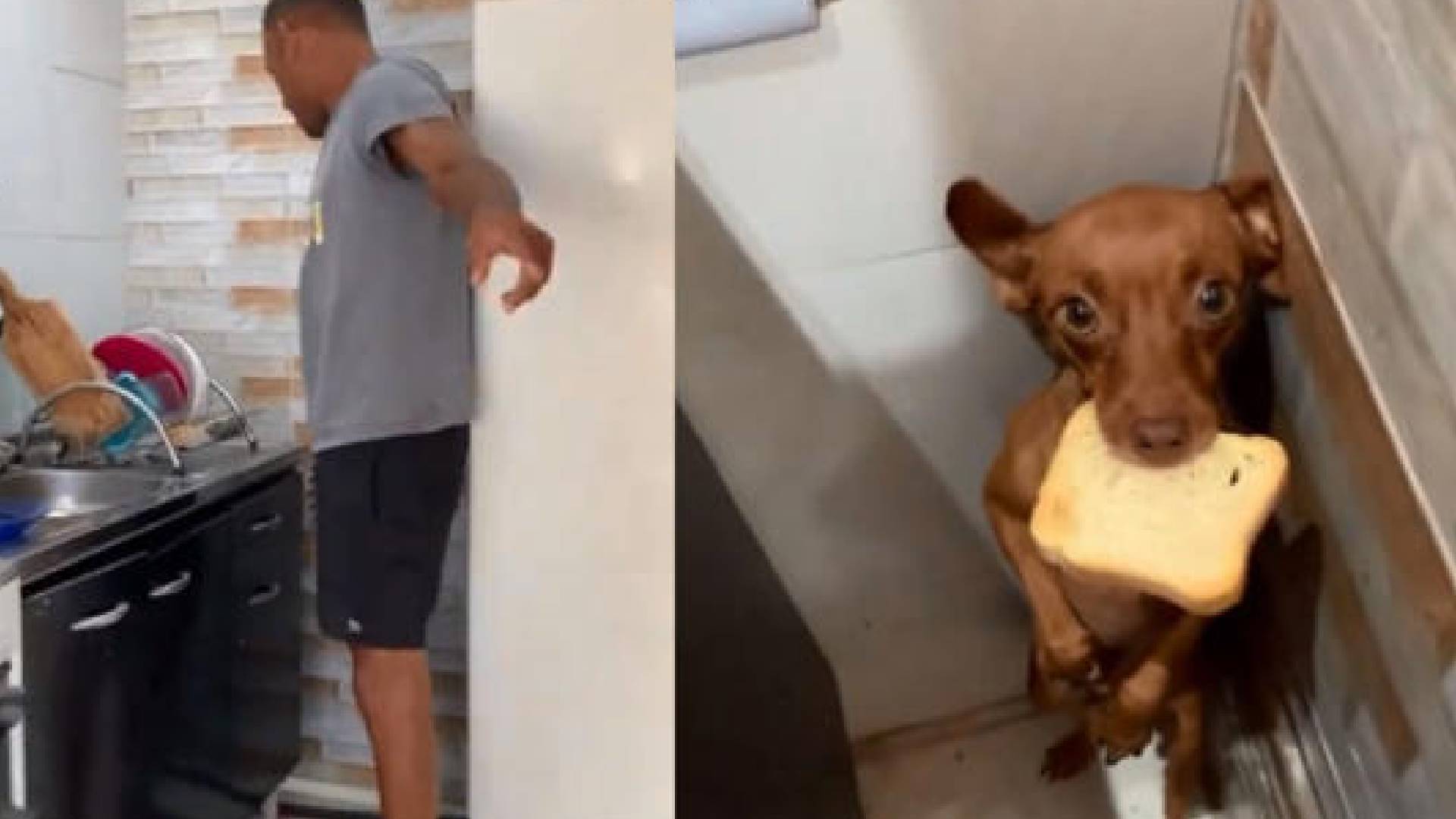 Descubren a perro cuando roba un pedazo de pan y tiene reacción viral ...