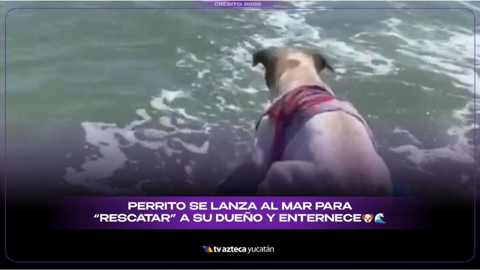 Perrito intenta salvar a su dueño en el mar y se hace viral: VIDEO