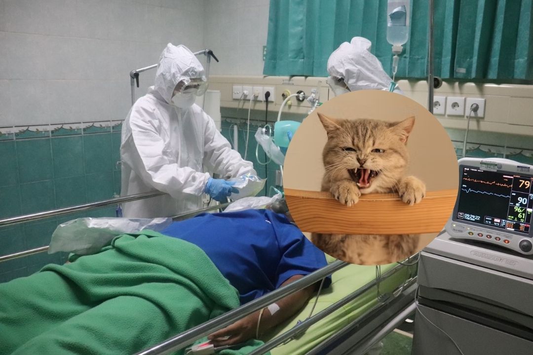 Confirman muerte de primer paciente con rabia humana en Cancún; esto es ...