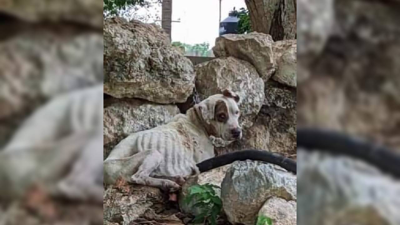 Perrito vive en pésimas condiciones, reportan en redes, FOTO