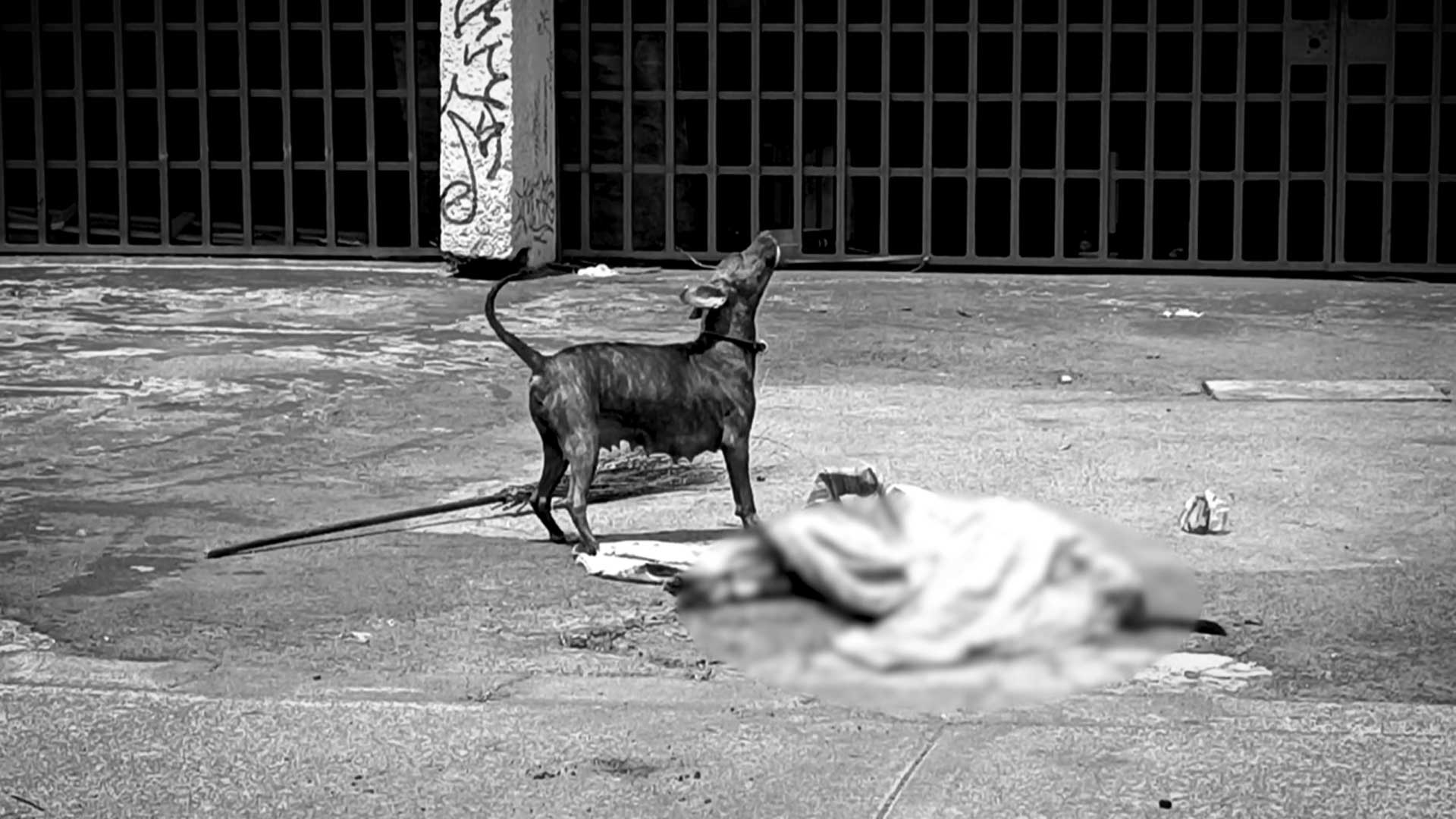 El Diablo Becerril: delincuentes le quitan la vida a perro