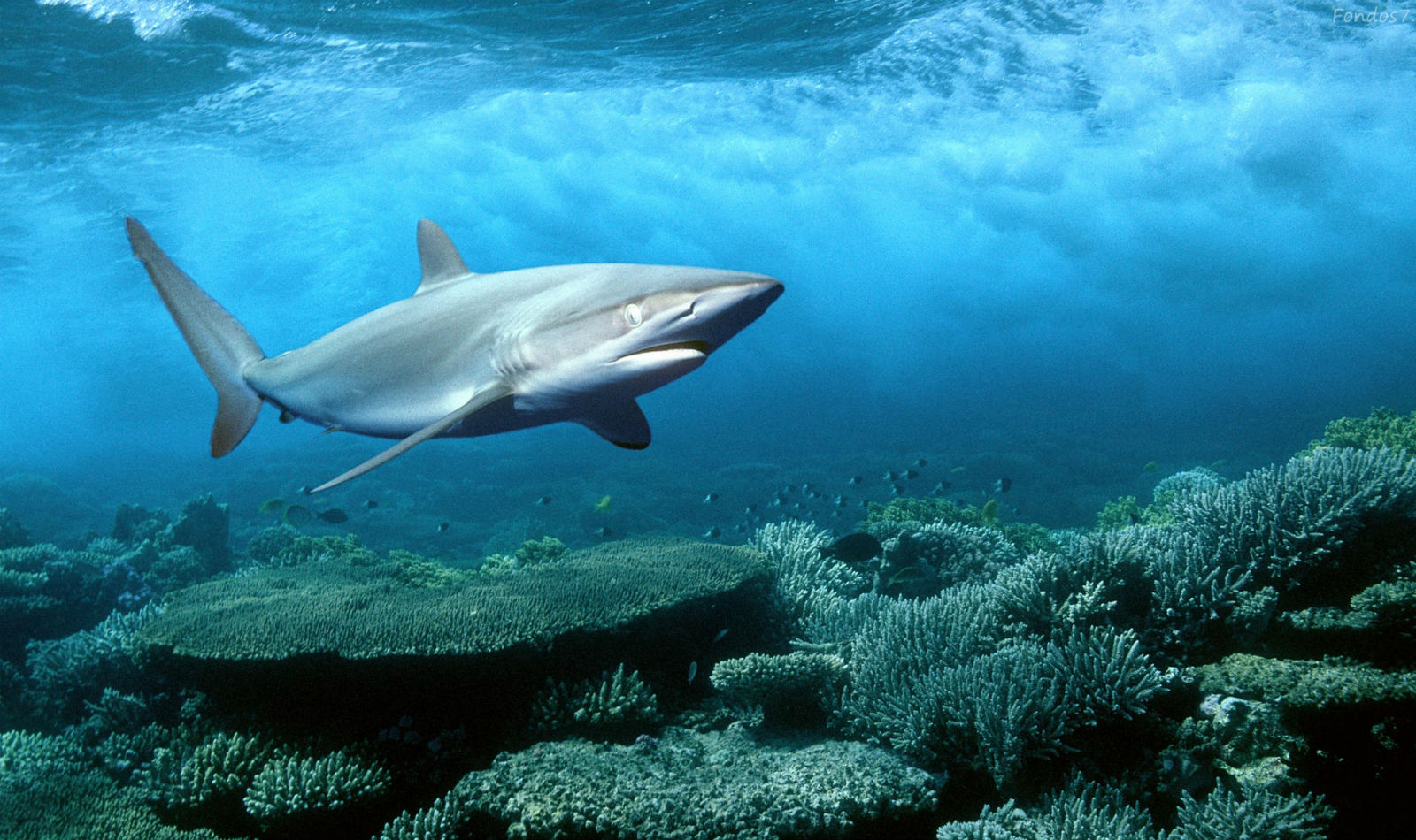 Tiburón megaboca uno de los más raros en el mundo: así fue hallado
