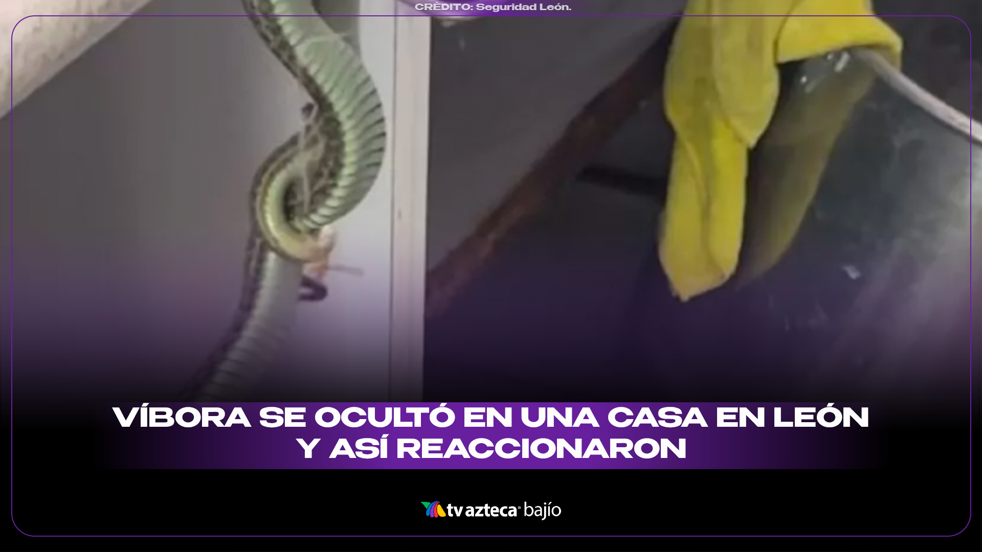 Víbora de casi 1 metro se ocultó en una casa en León
