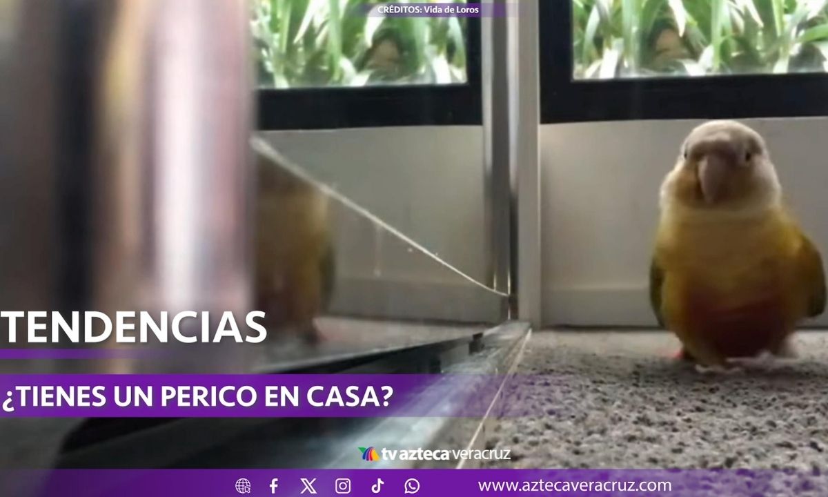 ¿Tienes un perico en casa? Podrías enfrentar multas de hasta 746 mil pesos