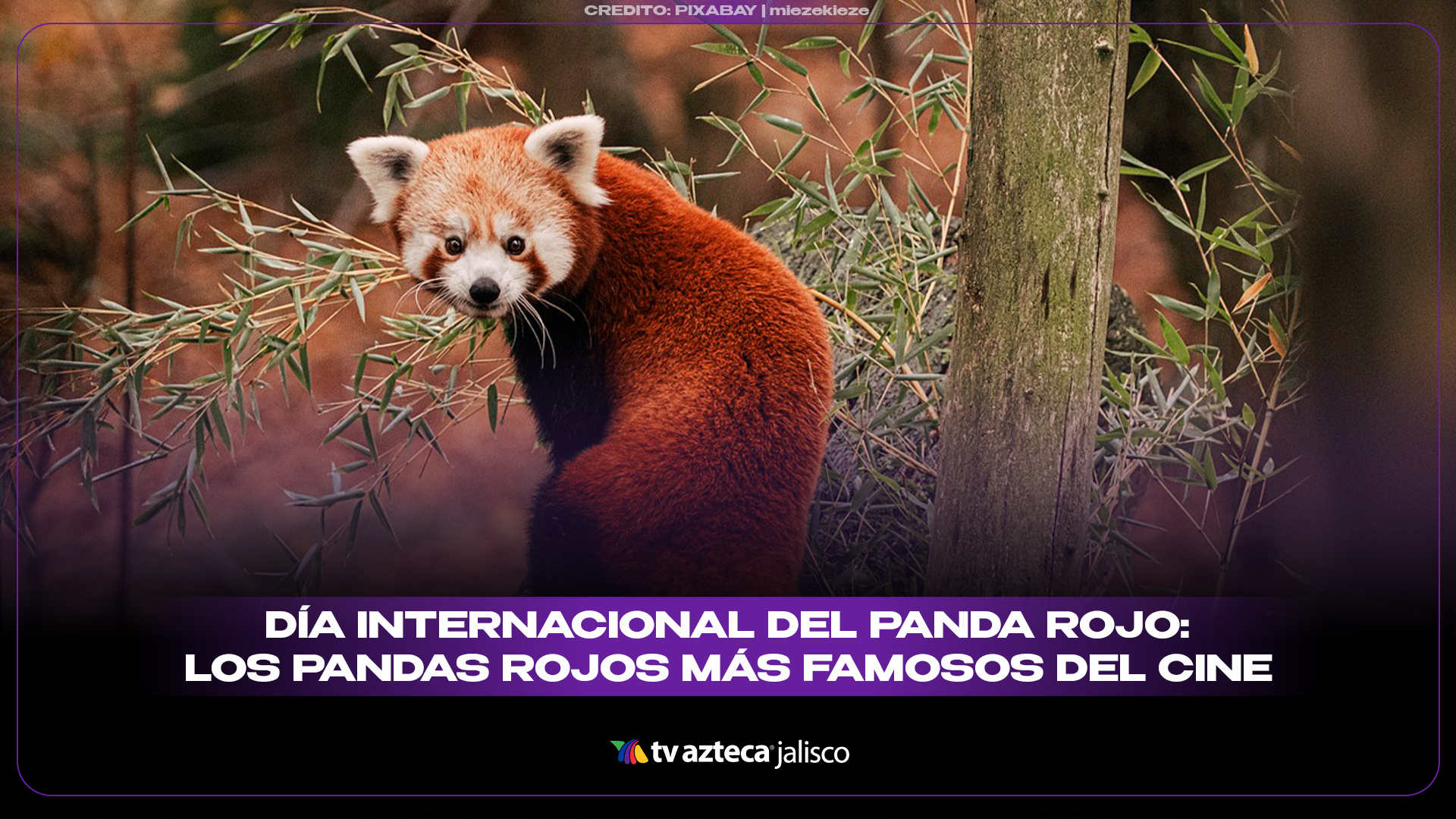 Día Internacional del Panda Rojo: ¿Quiénes son los pandas más famosos del cine, series y animación?