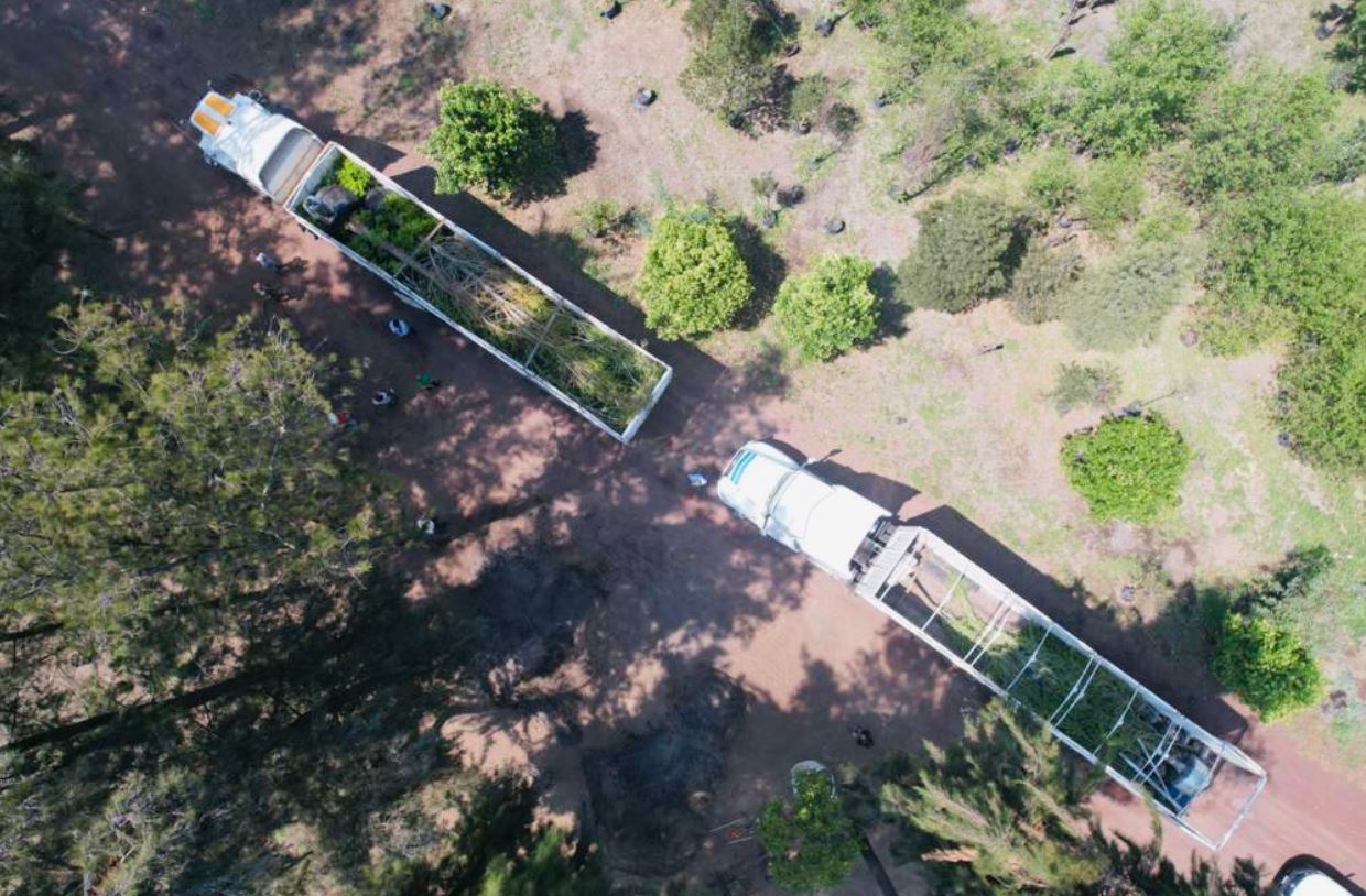 Ya llegó el ahuehuete que será plantado en Reforma; así luce