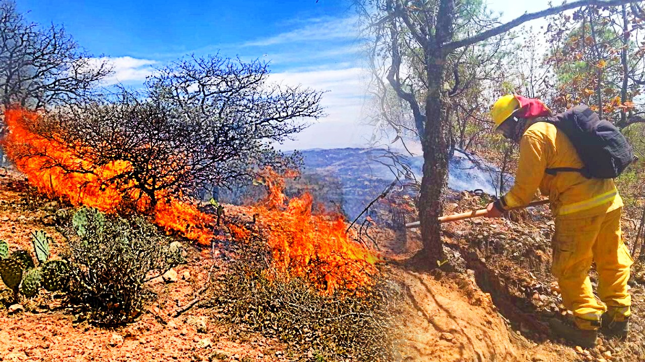 Incendio forestal ¿Cómo prevenirlos y evitarlos?: 10 consejos