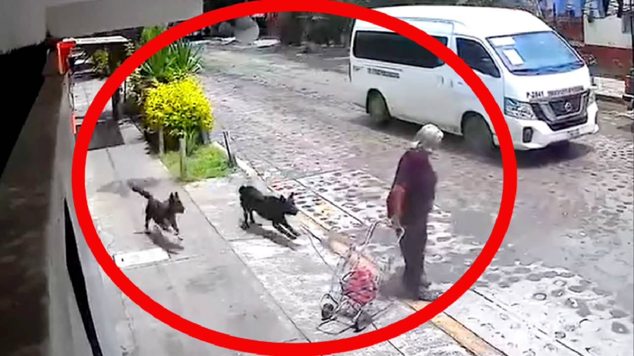 Mujer atacada por jauría de perros en San Pedro Escobedo, Querétaro: video