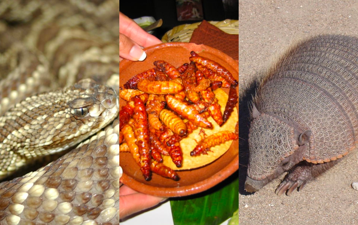 15 comidas más exóticas que puedes probar en México