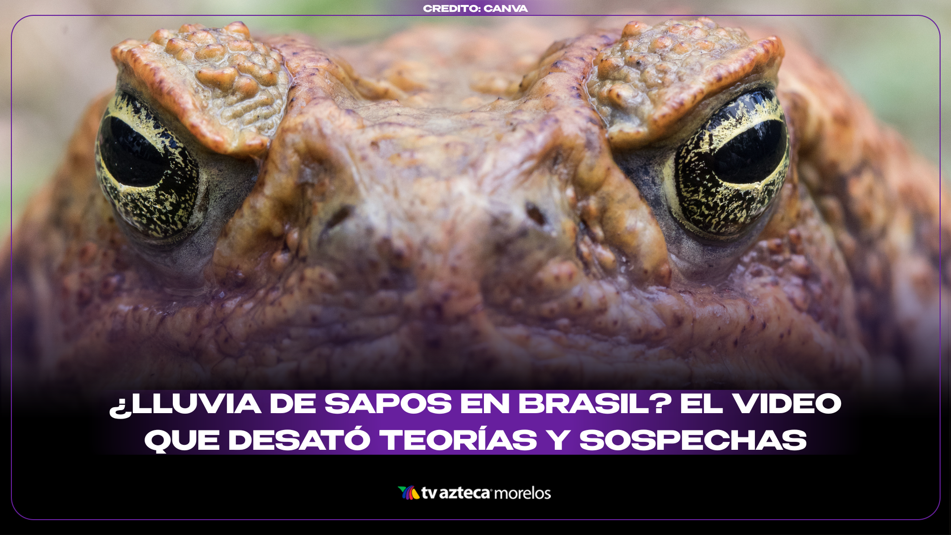 ¿Lluvia de sapos en Brasil? El video que desató teorías y sospechas