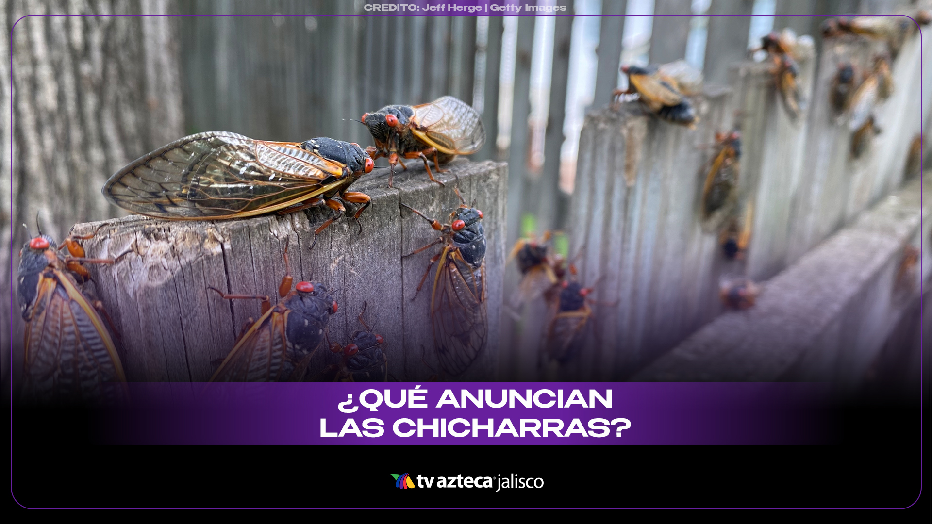 ¿Qué anuncian las chicharras y por qué hacen tanto ruido?