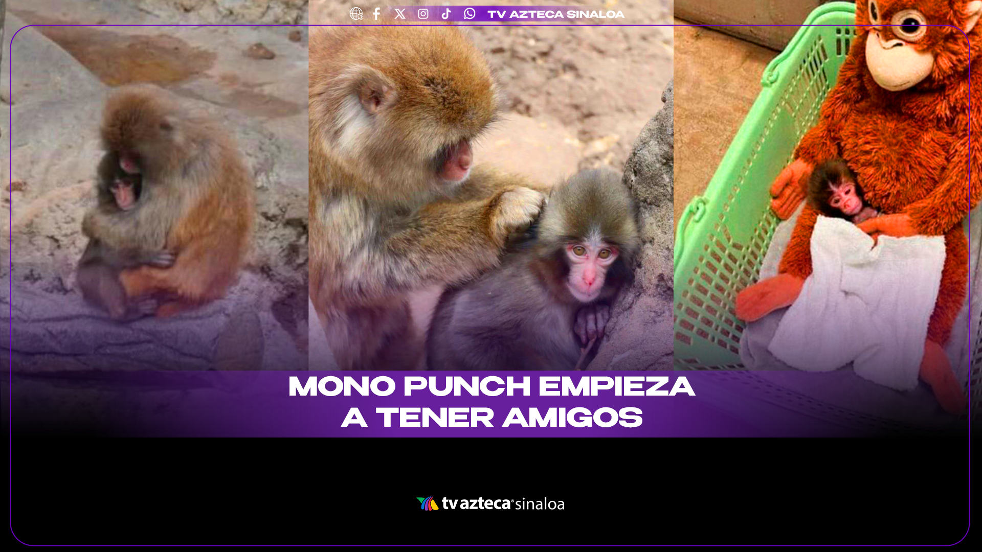 El monito Punch ha comenzado a socializar y consigue amigos (VIDEO)