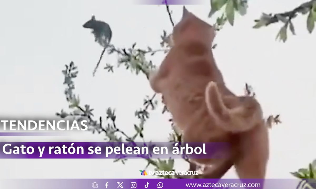 VIDEO VIRAL| Gato y ratón pelean similar a Tom y Jerry en un árbol