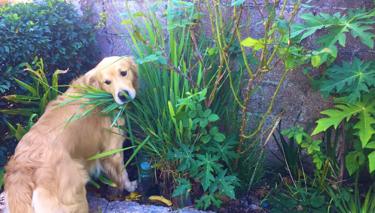 Cómo lograr una convivencia armoniosa entre perros y plantas