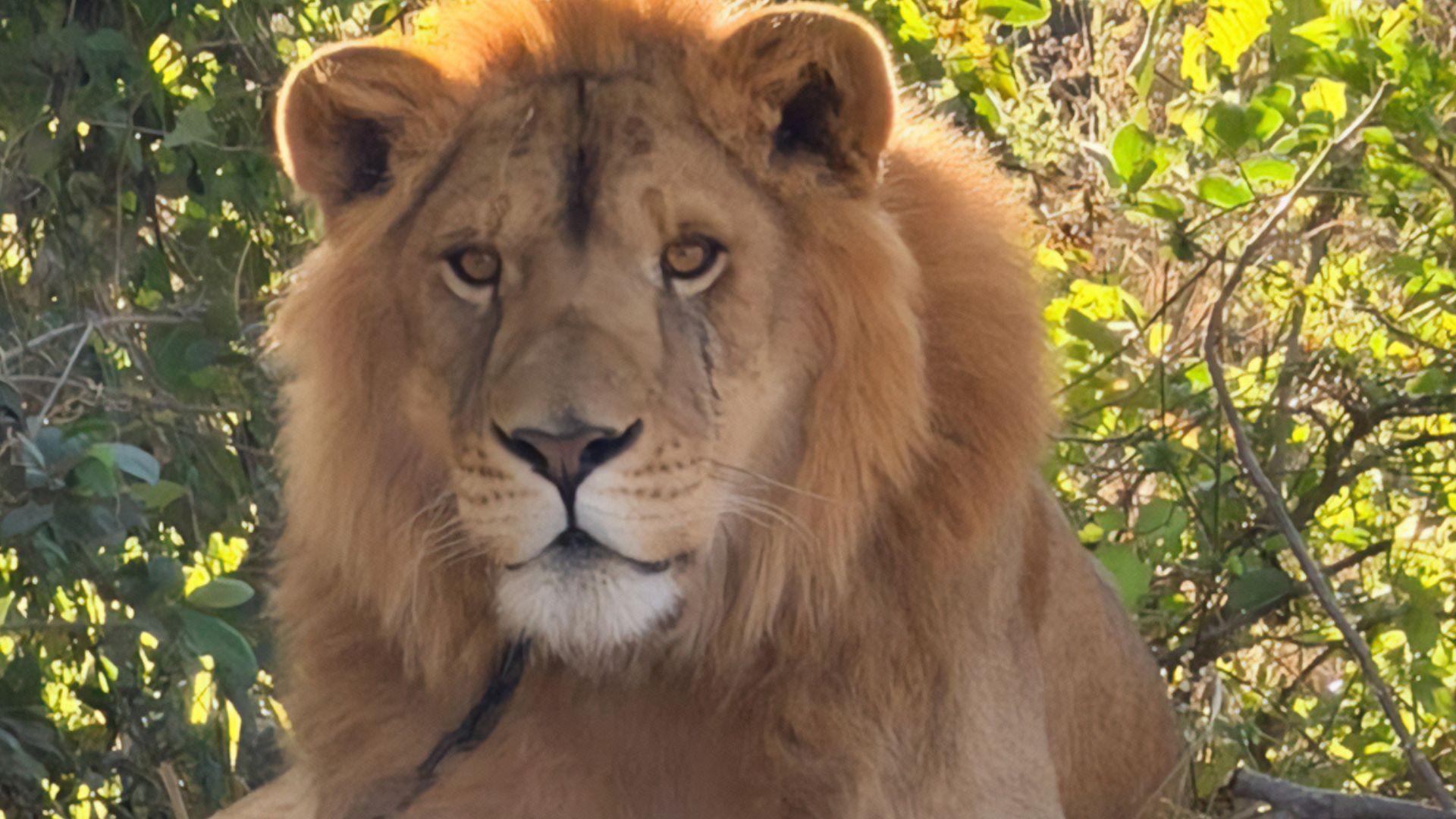 Encuentran a león amarrado a un árbol en Nayarit; no tenía garras