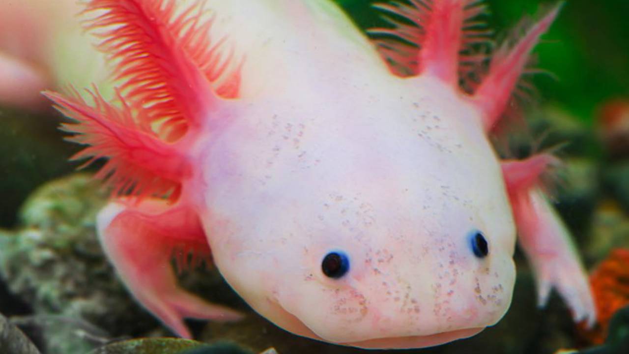 Ahora podrás adoptar un ajolote y así preservar la especie