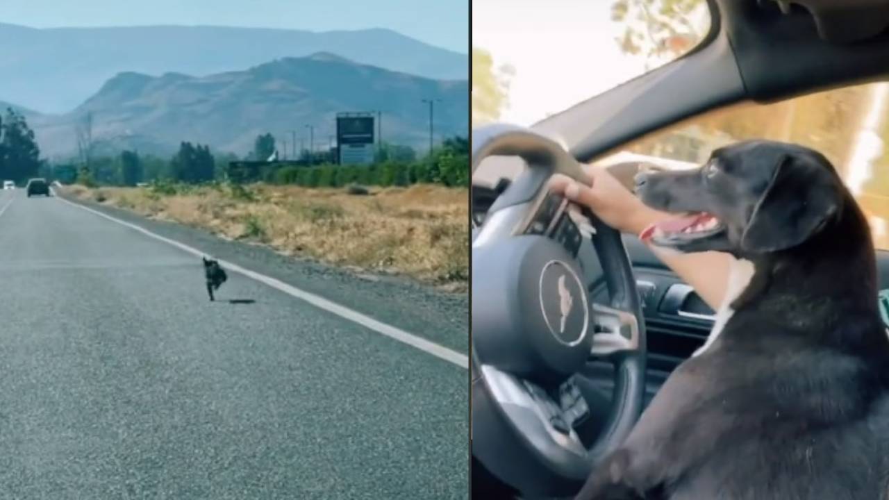 Los dueños abandonaron al perrito, una chica lo rescata
