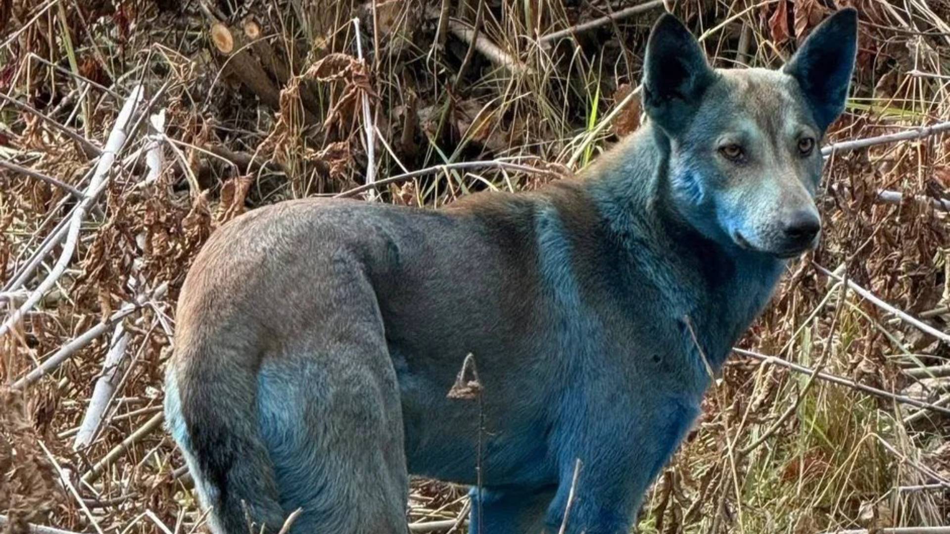 ¿Hay vida en Chernobyl? Hallan perros azules