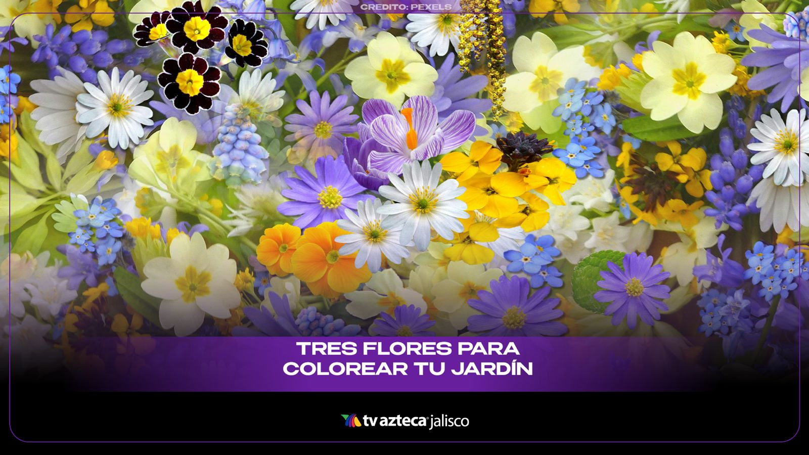 Las 3 flores que debes sembrar en marzo para ver florecer en otoño