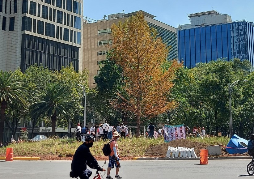 Ahuehuete de Reforma será aislado con tapial de protección