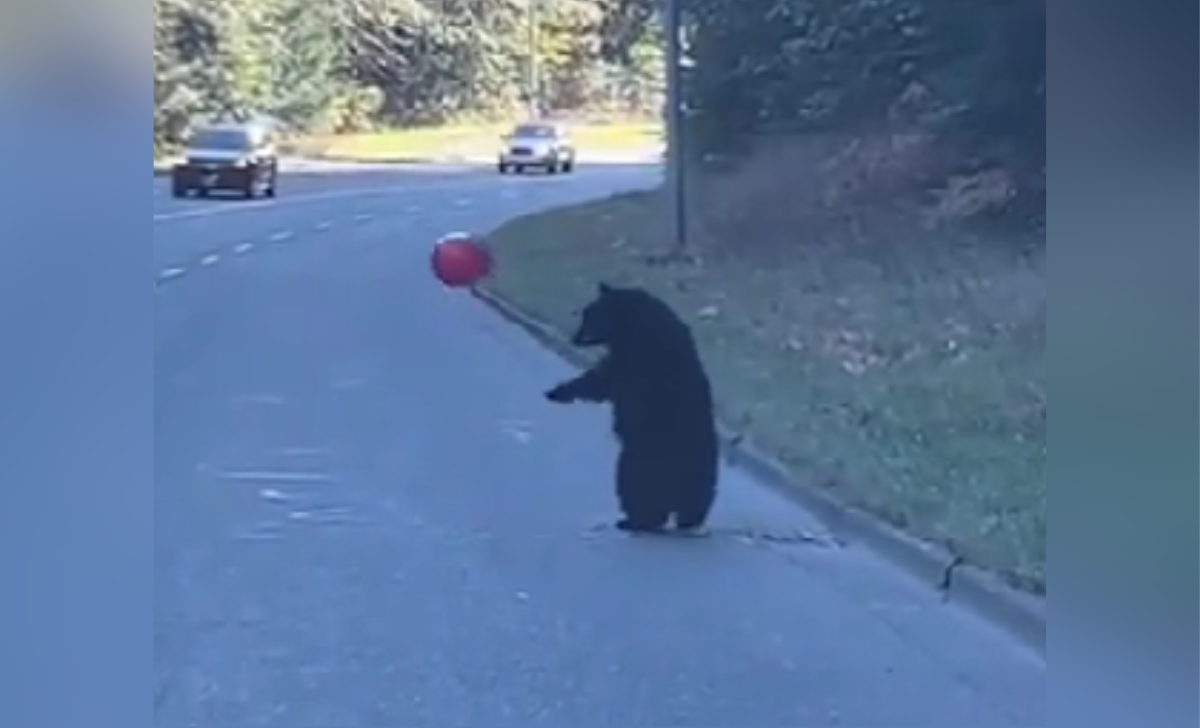 Oso se entretiene con un particular juguete en la carretera y genera ...