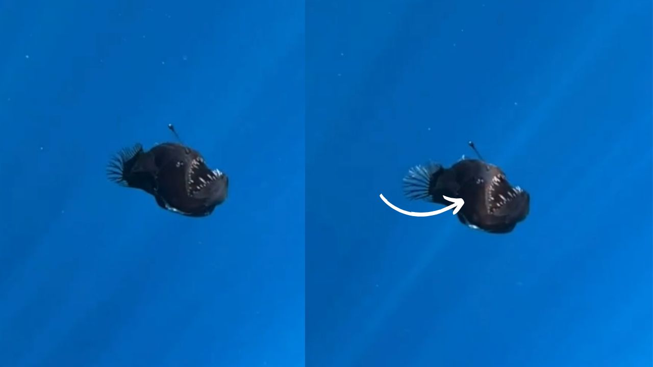 ¿Dónde fue visto el pez diablo negro en España este 2025 y a qué ...