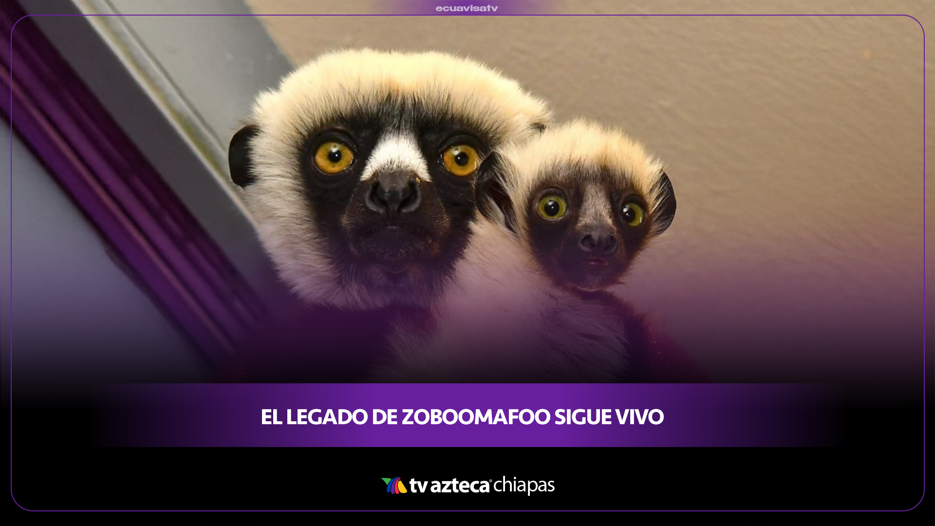 Nace el bisnieto de Zoboomafoo: Conoce a Junius, el lémur que continúa ...