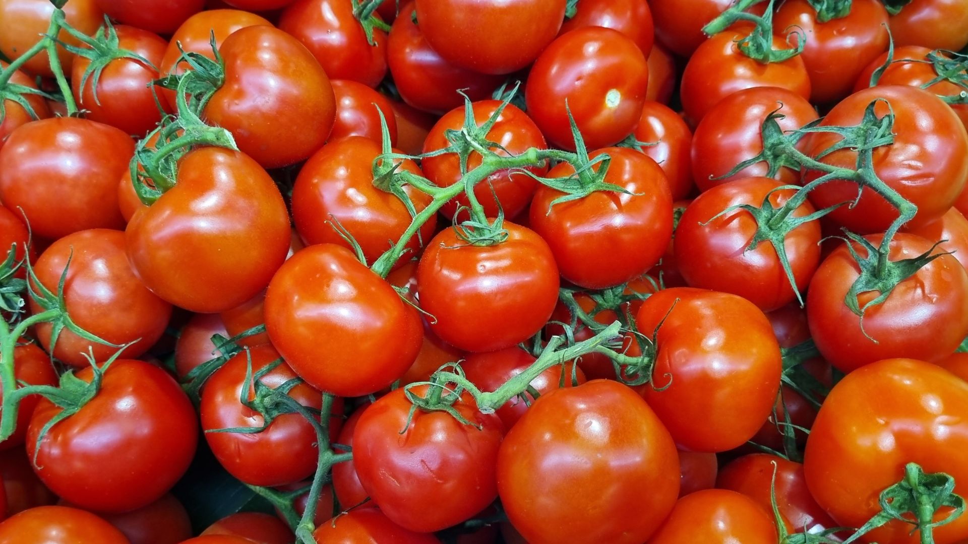 ¿Por qué subió el precio del tomate en México 2026 y cuándo bajará ...