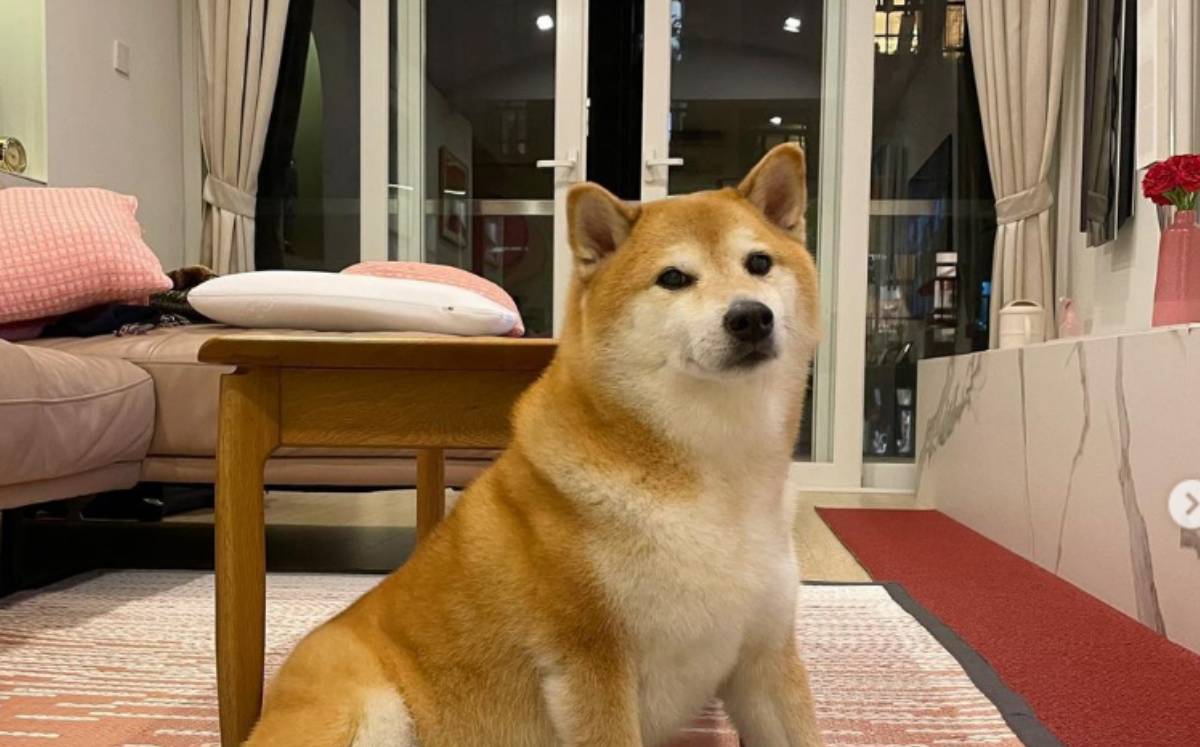 Perro Cheems se encuentra delicado de salud