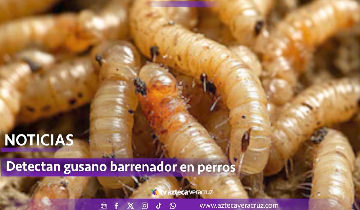 ¿Cuántos casos de gusano barrenador en perros hay en México?
