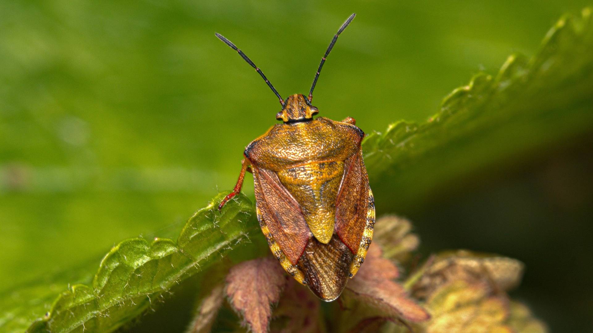 ¿Cómo identificar nidos de chinches y medidas para erradicarlos?